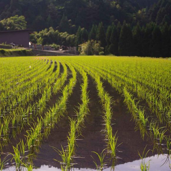 Japanese Rice – Japan Foundation, Sydney